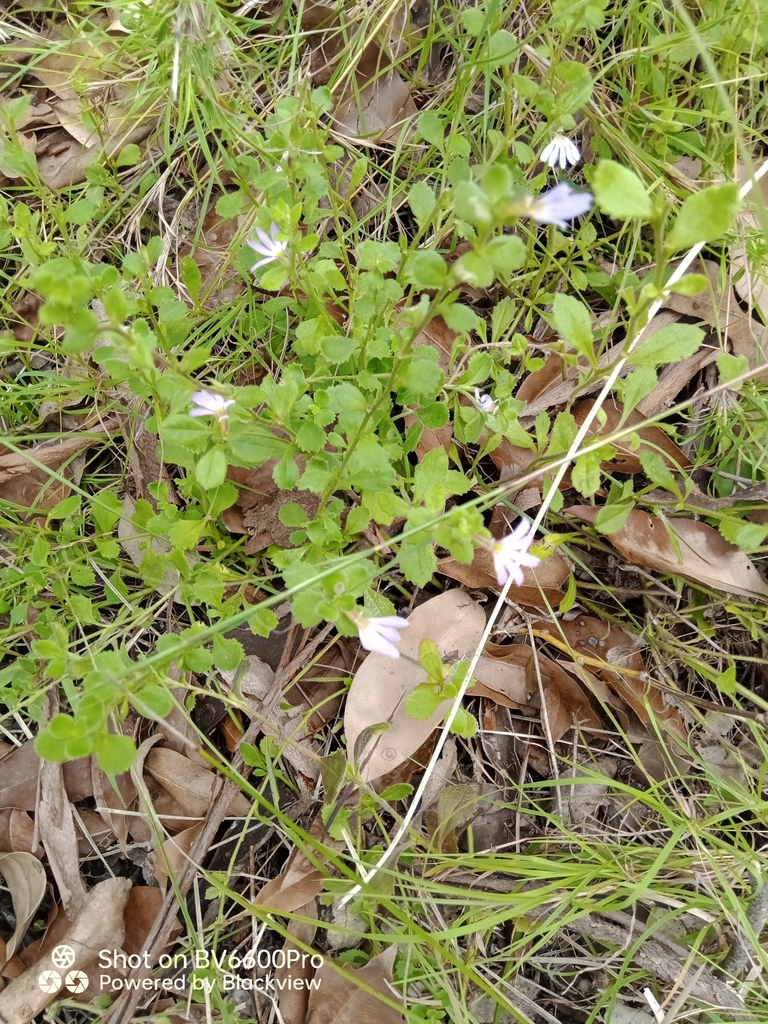 white fanflower from Moorang QLD 4340, Australia on January 30, 2022 at ...