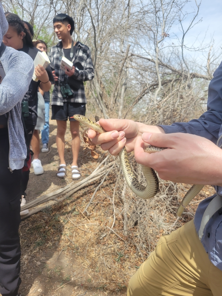 Checkered Garter Snake from Midland, TX 79703, USA on March 23, 2023 at ...