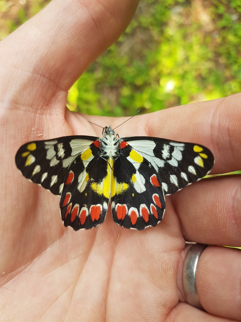Red-spotted Jezebel from Burra NSW 2620, Australia on March 26, 2023 at ...