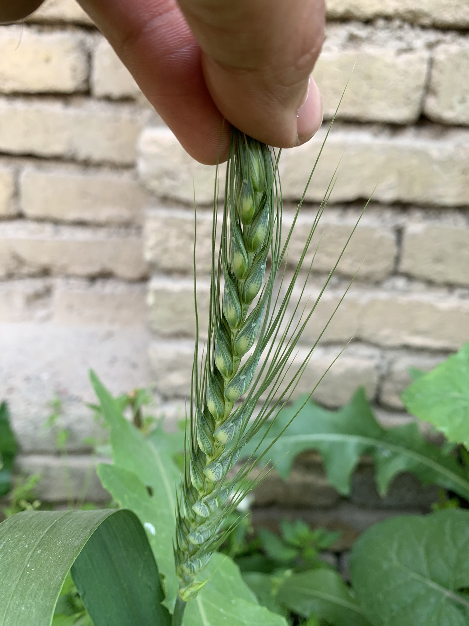 Triticum aestivum L.