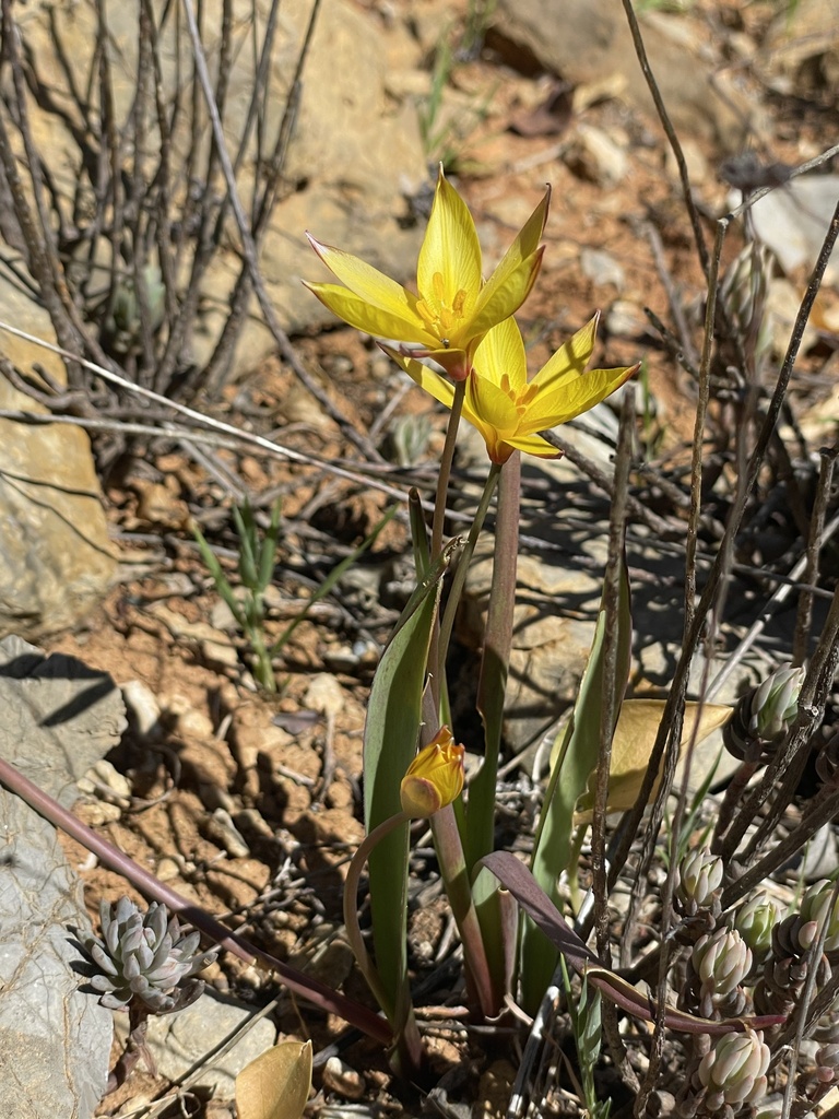 Wild Tulip from União das freguesias de Conceição e Estoi, Faro ...