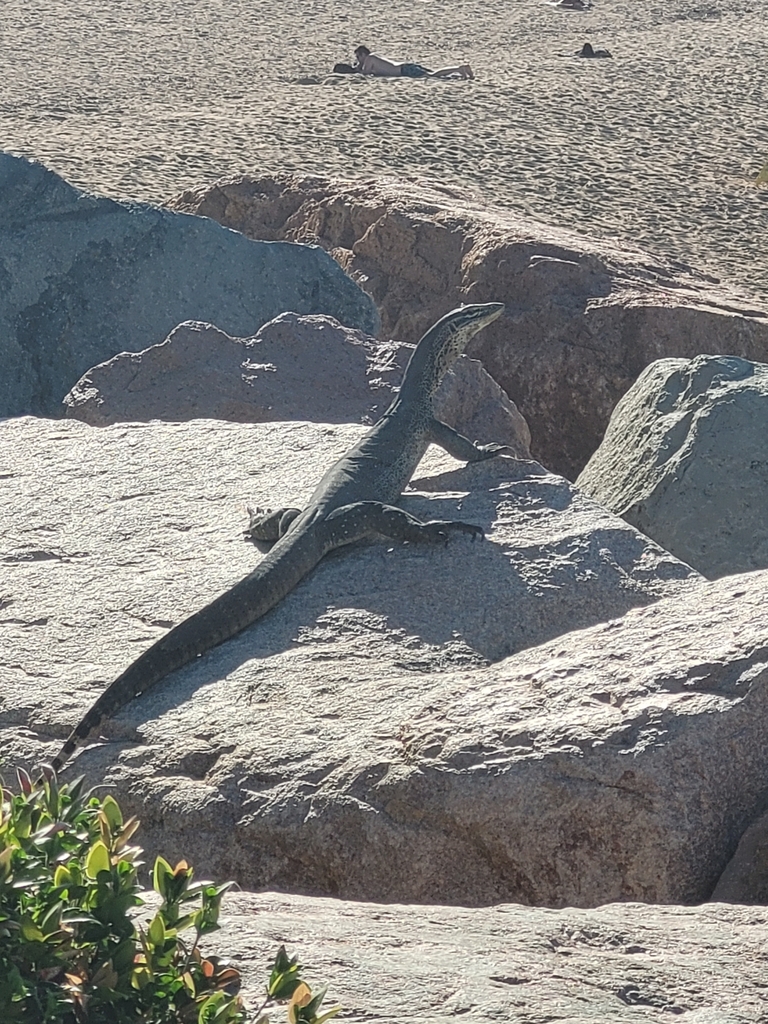 Eastern Argus Monitor from The Strand on March 26, 2023 at 04:12 PM by ...