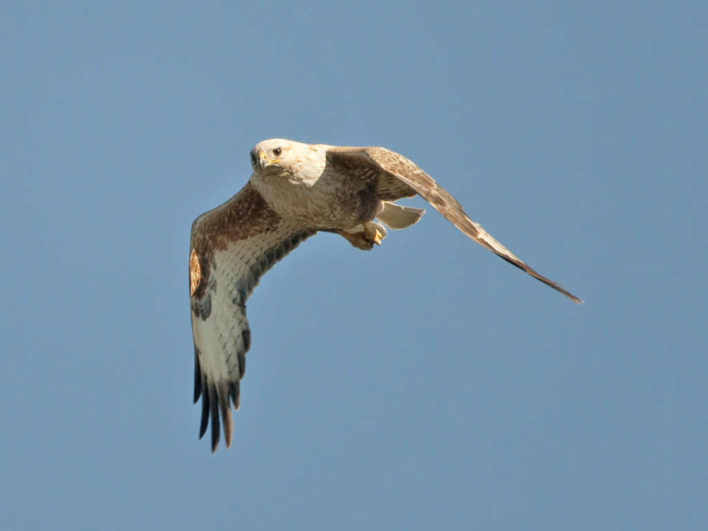 Long-legged Buzzard (Birds of Central Africa) · iNaturalist