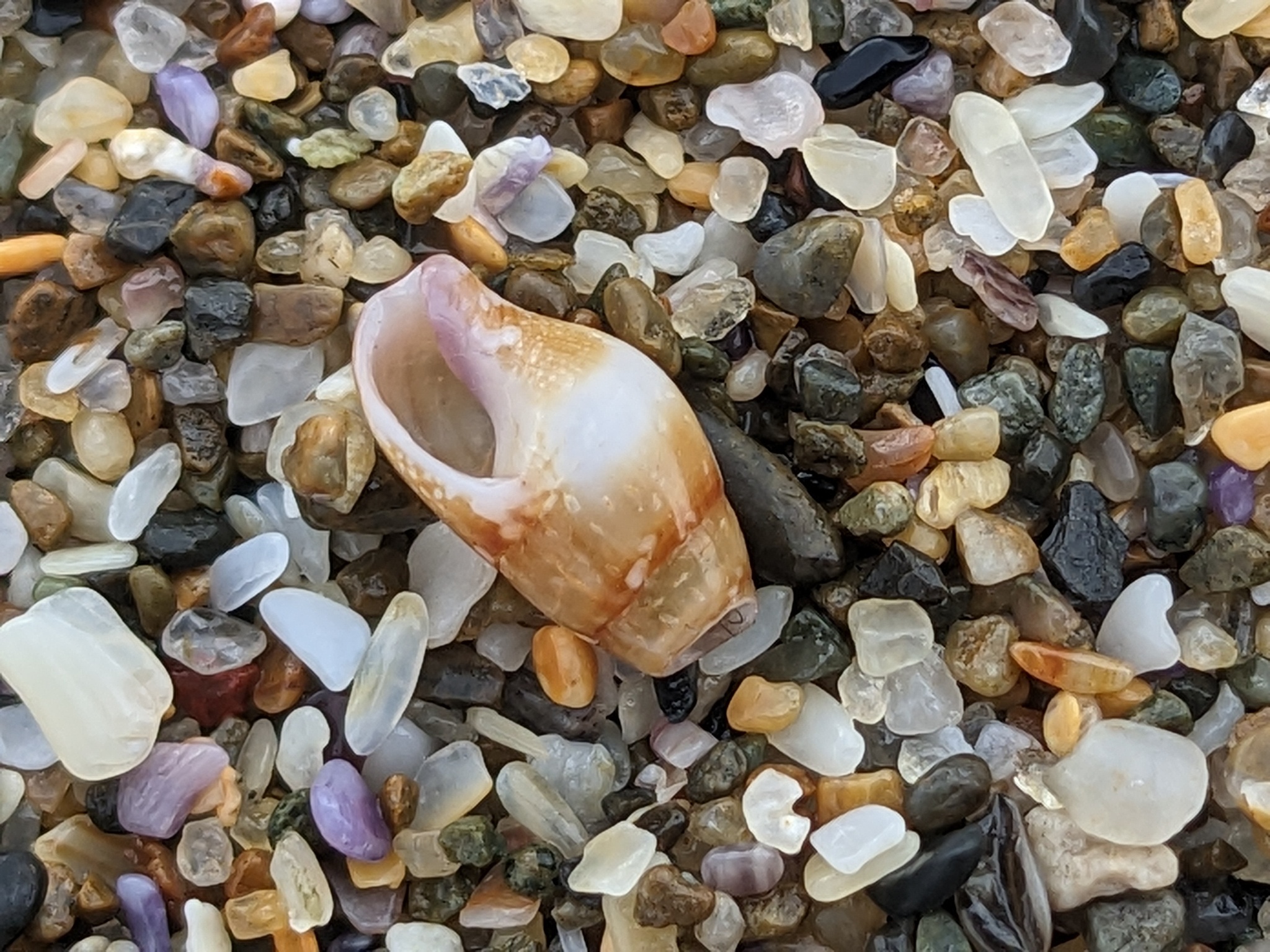 Pyrene flava (Bruguière, 1789)