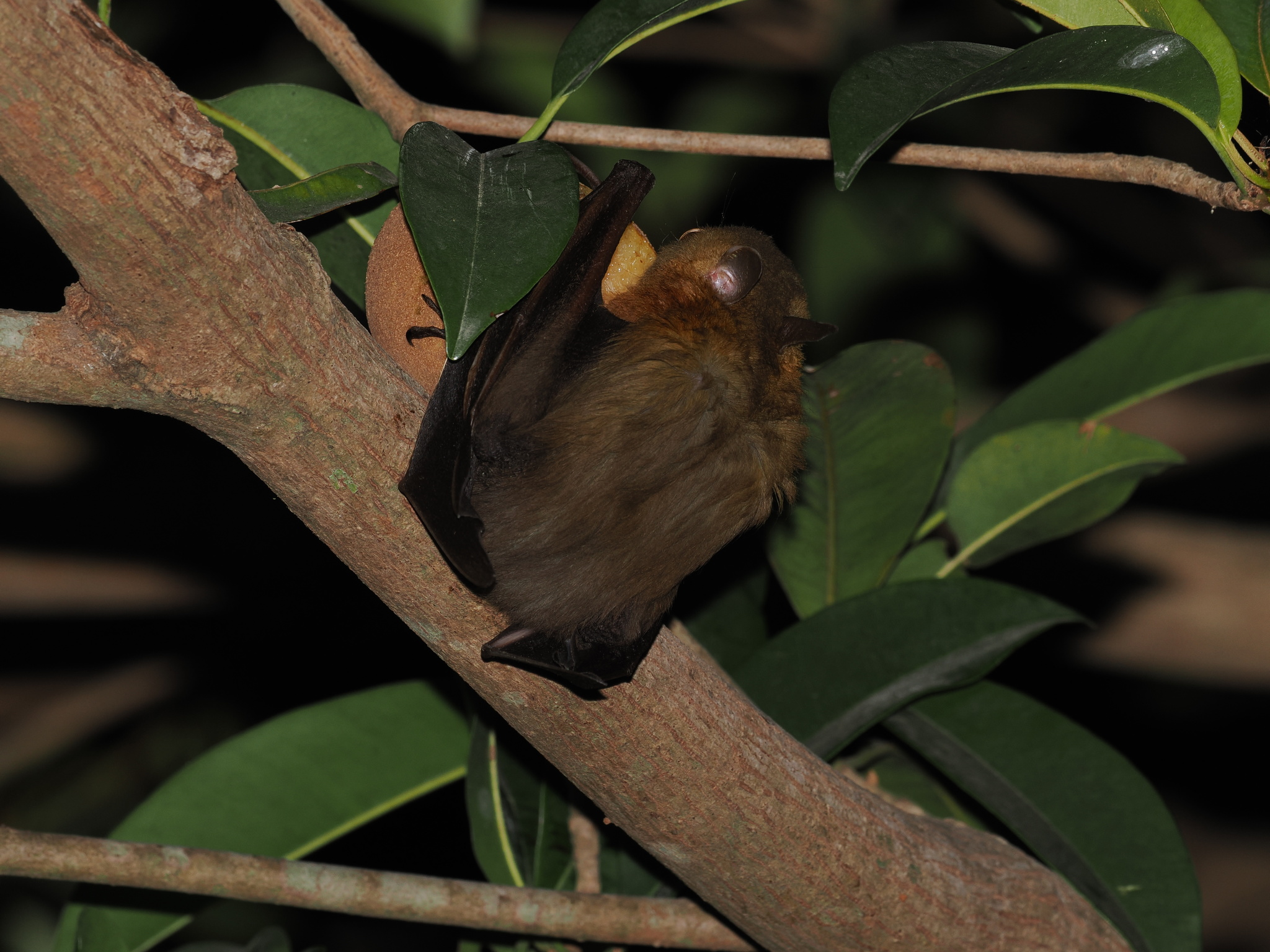Cynopterus brachyotis (Müller, 1838)