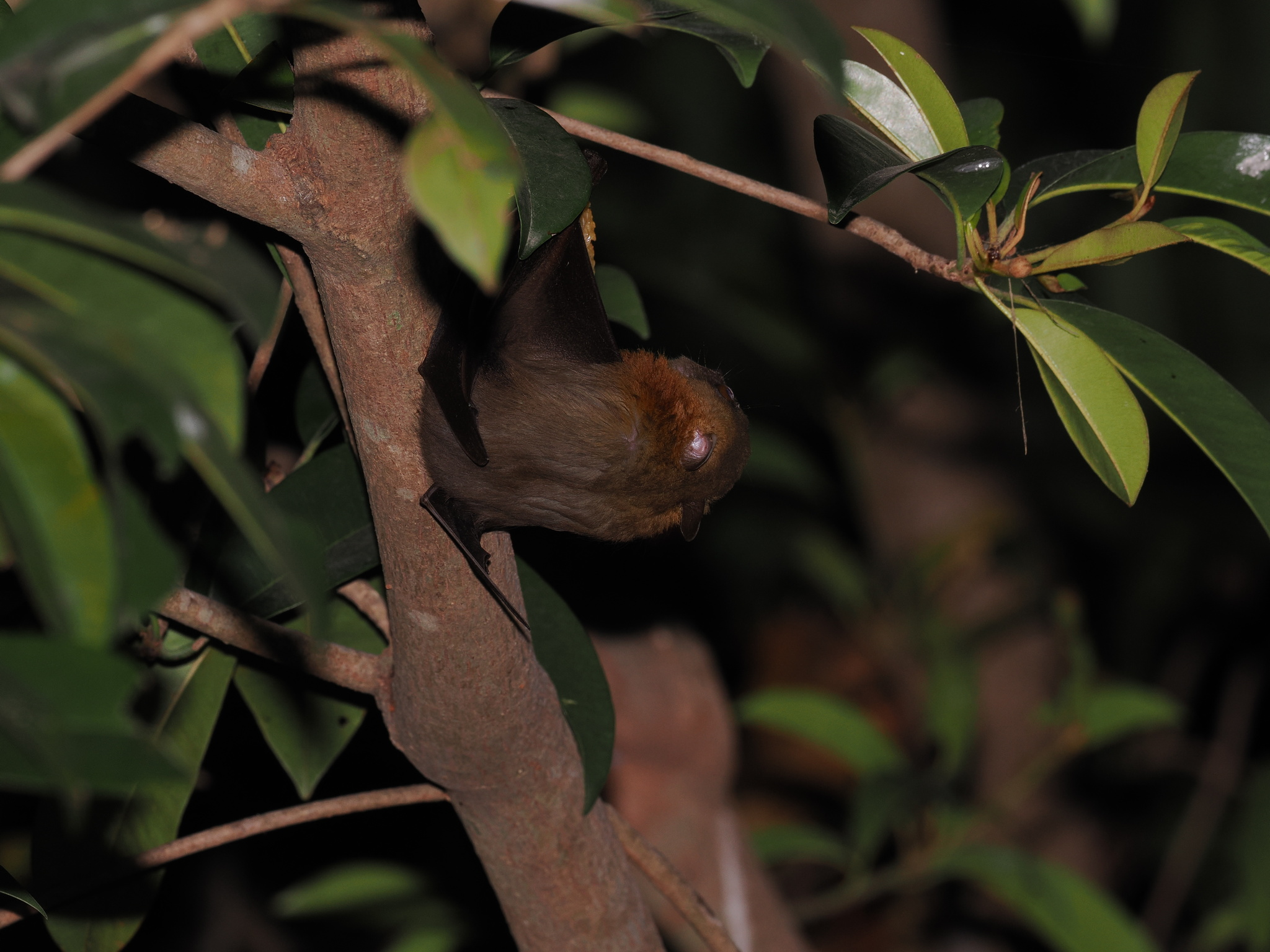 Cynopterus brachyotis (Müller, 1838)