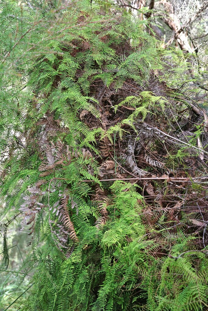 scrambling coral-fern from Chapple Vale VIC 3239, Australia on February ...