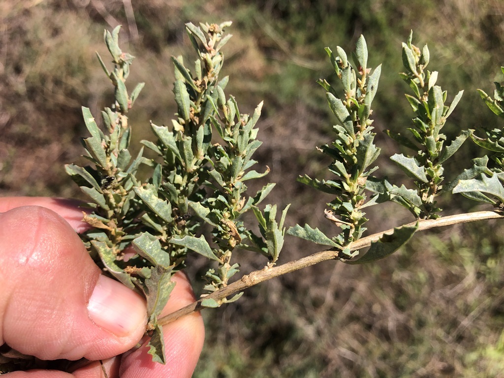Atriplex semibaccata R.Br.