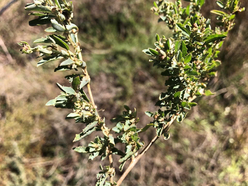 Atriplex semibaccata R.Br.