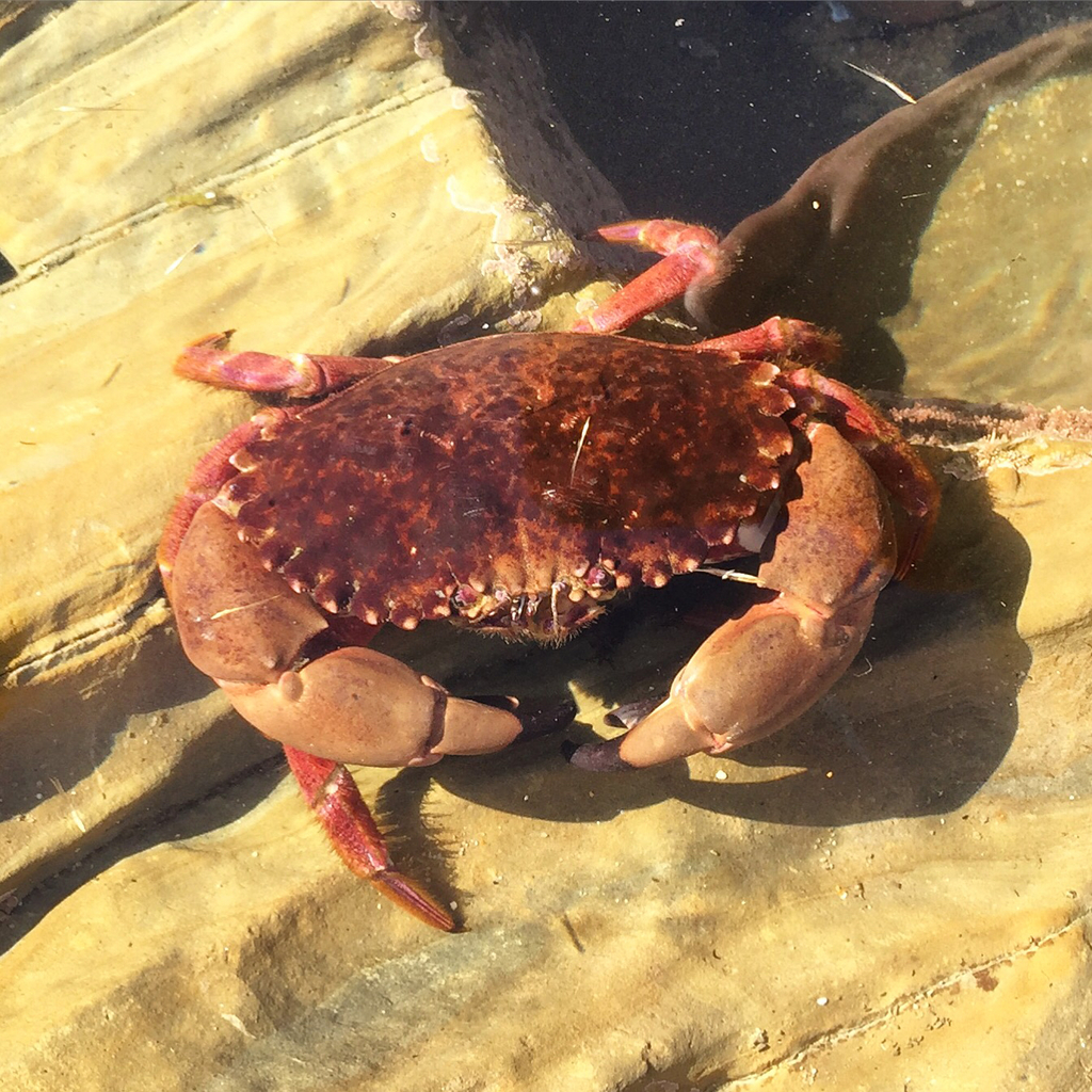 Pacific Rock Crab
