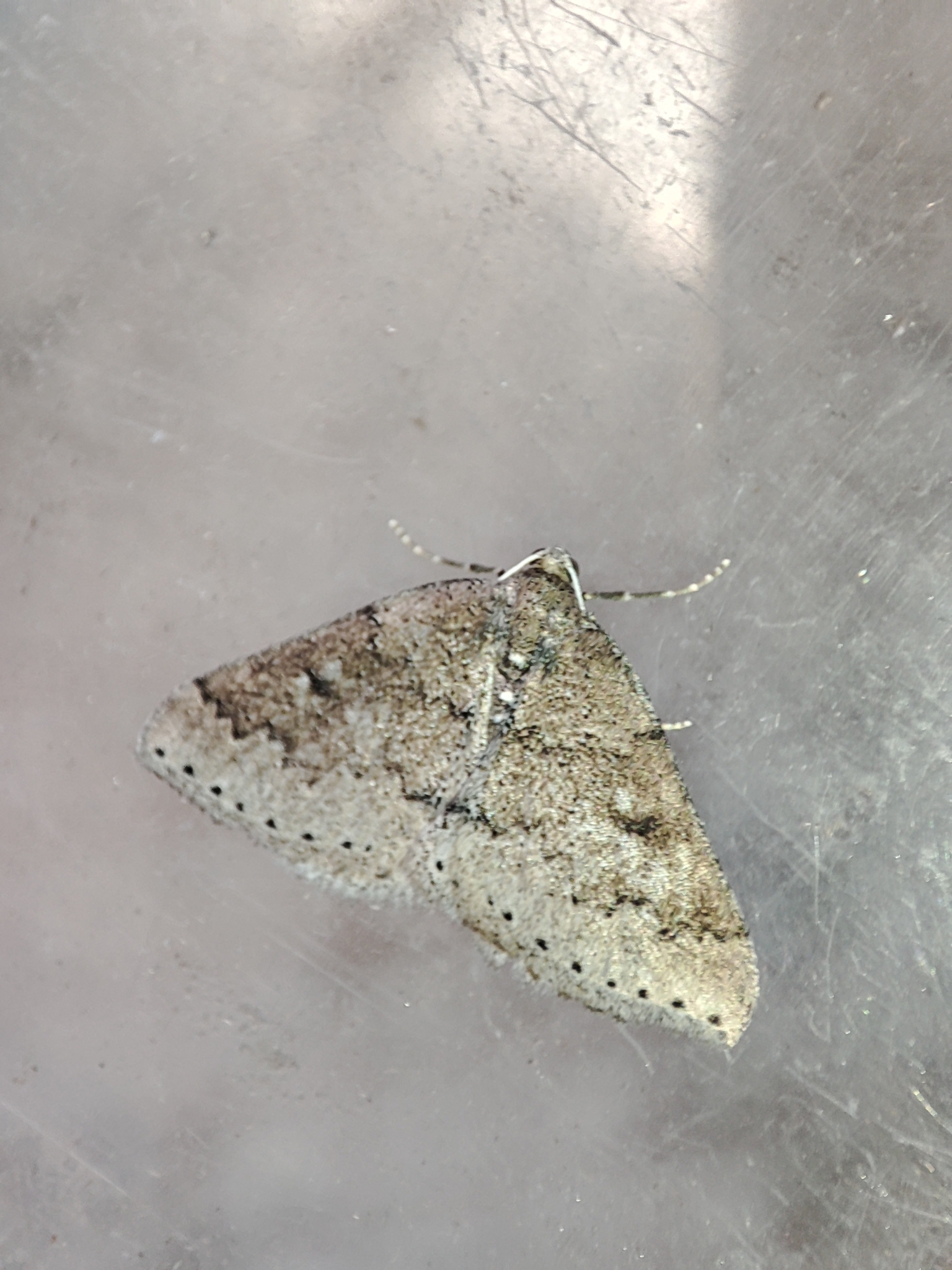 Aleucis distinctata (Herrich-Schäffer, 1839)