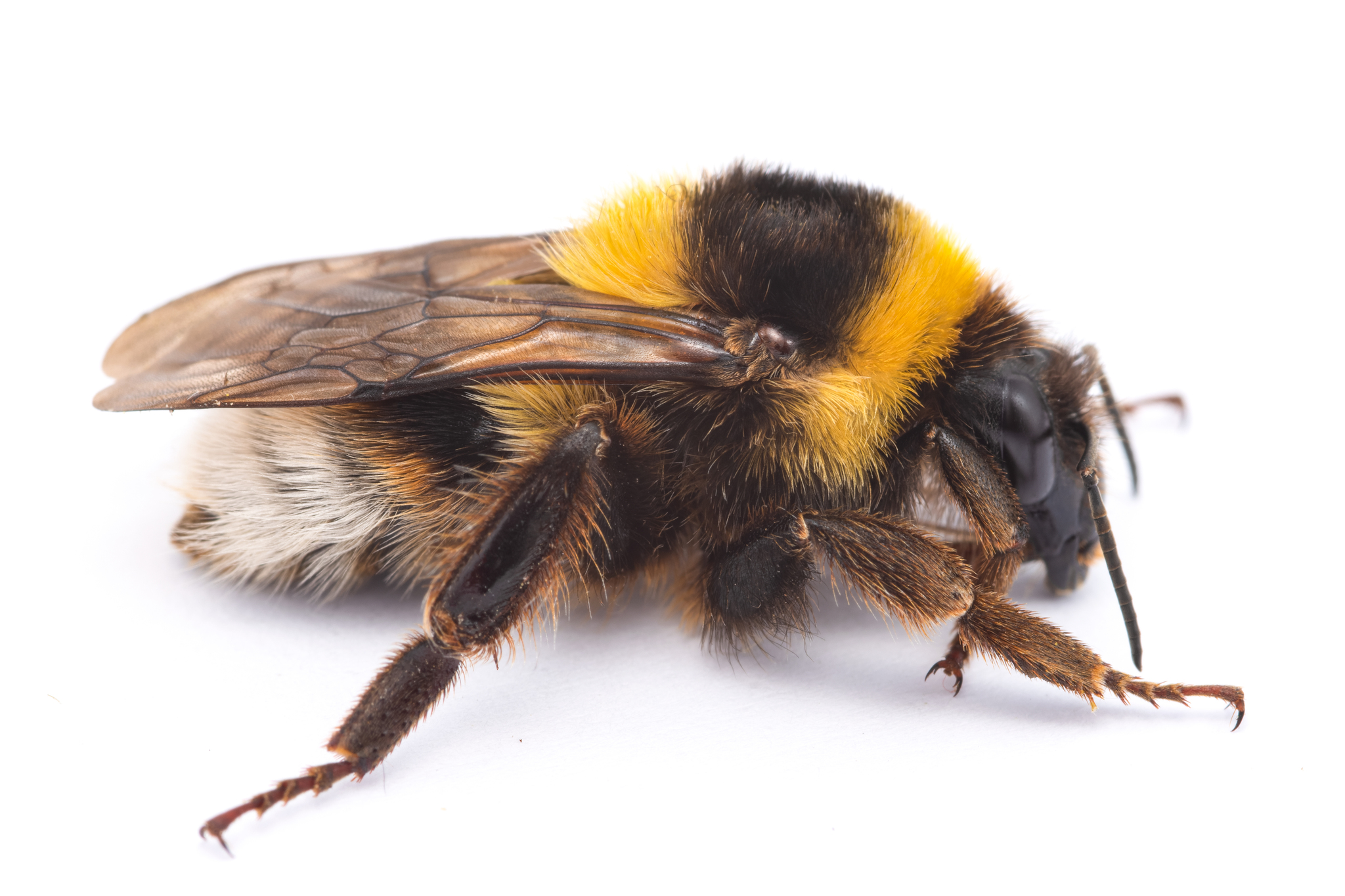 Bombus ruderatus (Fabricius, 1775)