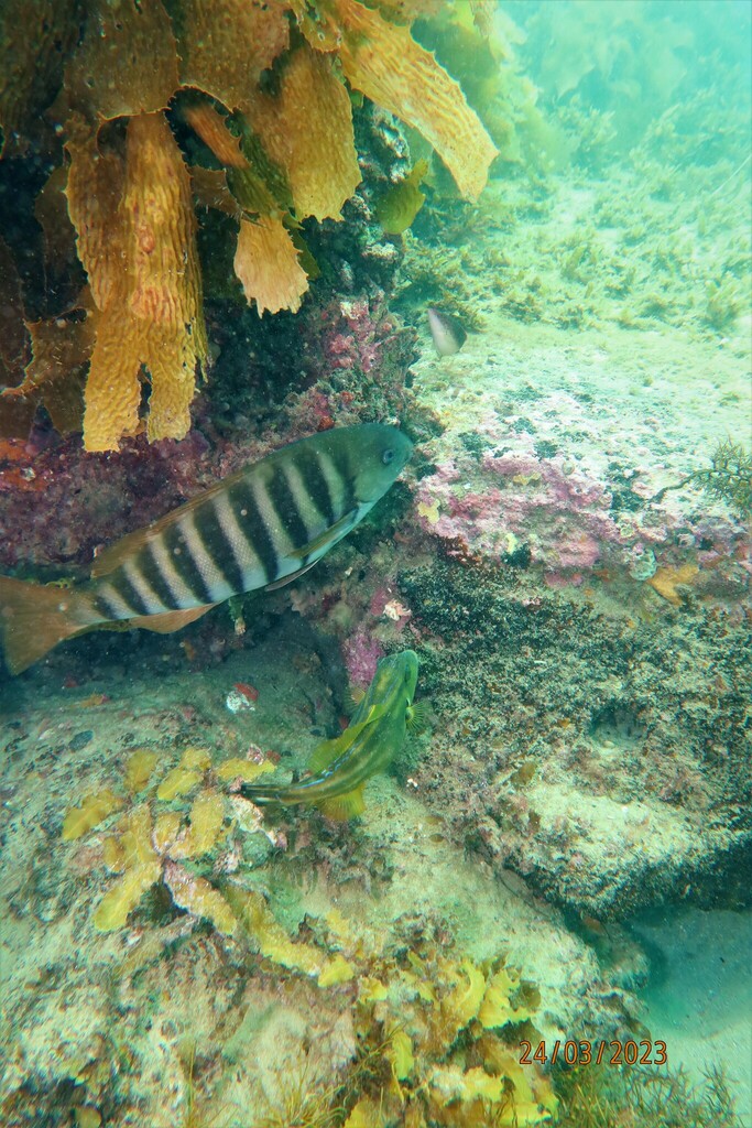 Zebrafish from 95/96 Esplanade, Port Noarlunga SA 5167, Australia on ...