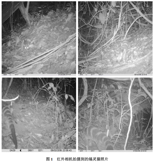 Owston's Civet in July 2018 by 刘光裕 Liu Guangyu. 2只，文献图（Chinese Journal ...