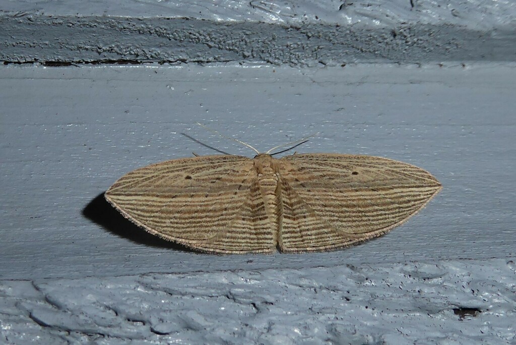Cabbage tree moth from Waikouaiti, New Zealand on March 23, 2023 at 08: ...
