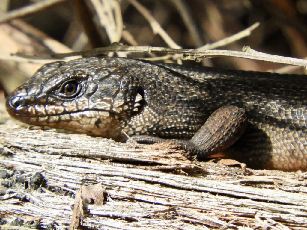 Black Rock Skink from Morwell National Park on March 25, 2023 at 12:23 ...