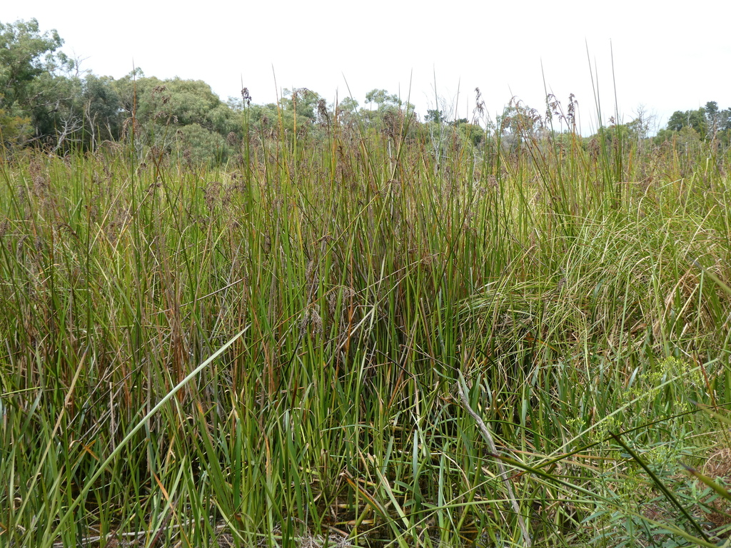 Jointed twig rush from Somerville VIC 3912, Australia on March 26, 2023 ...