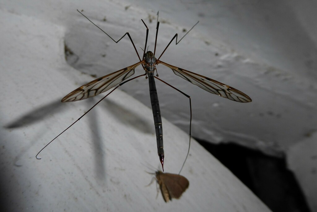 Swamp Crane Fly from Waikouaiti, New Zealand on March 23, 2023 at 10:22 ...