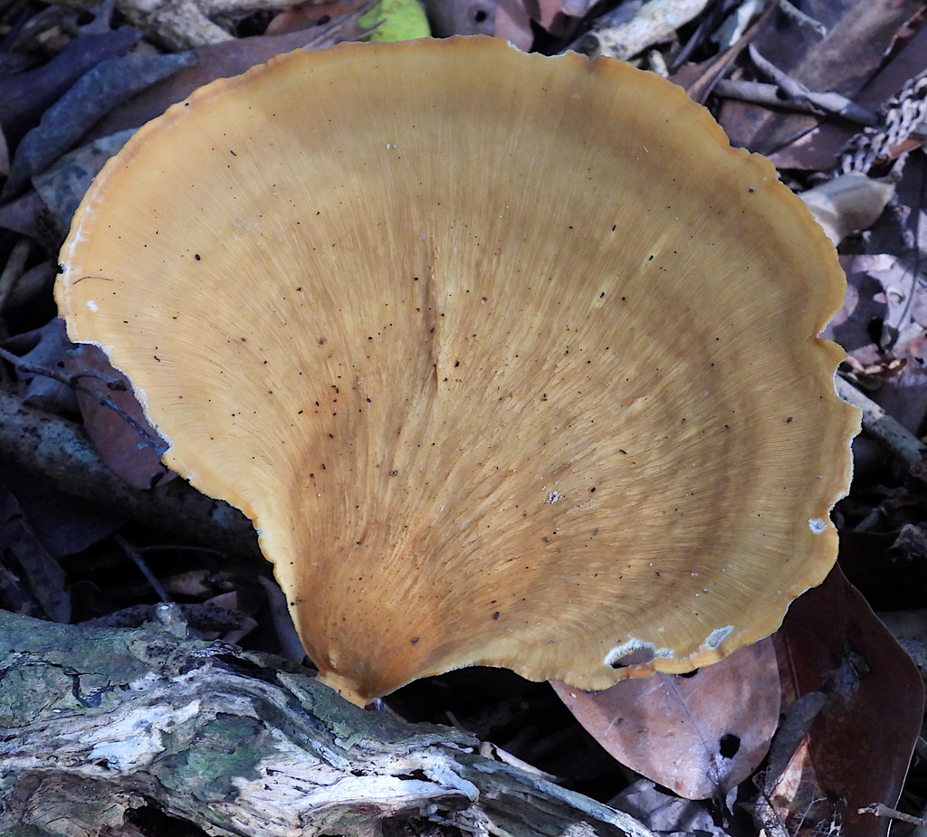 Microporus from Enoggera Reservoir QLD 4520, Australia on March 25 ...