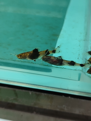 Akysis prashadi · NaturaLista Colombia