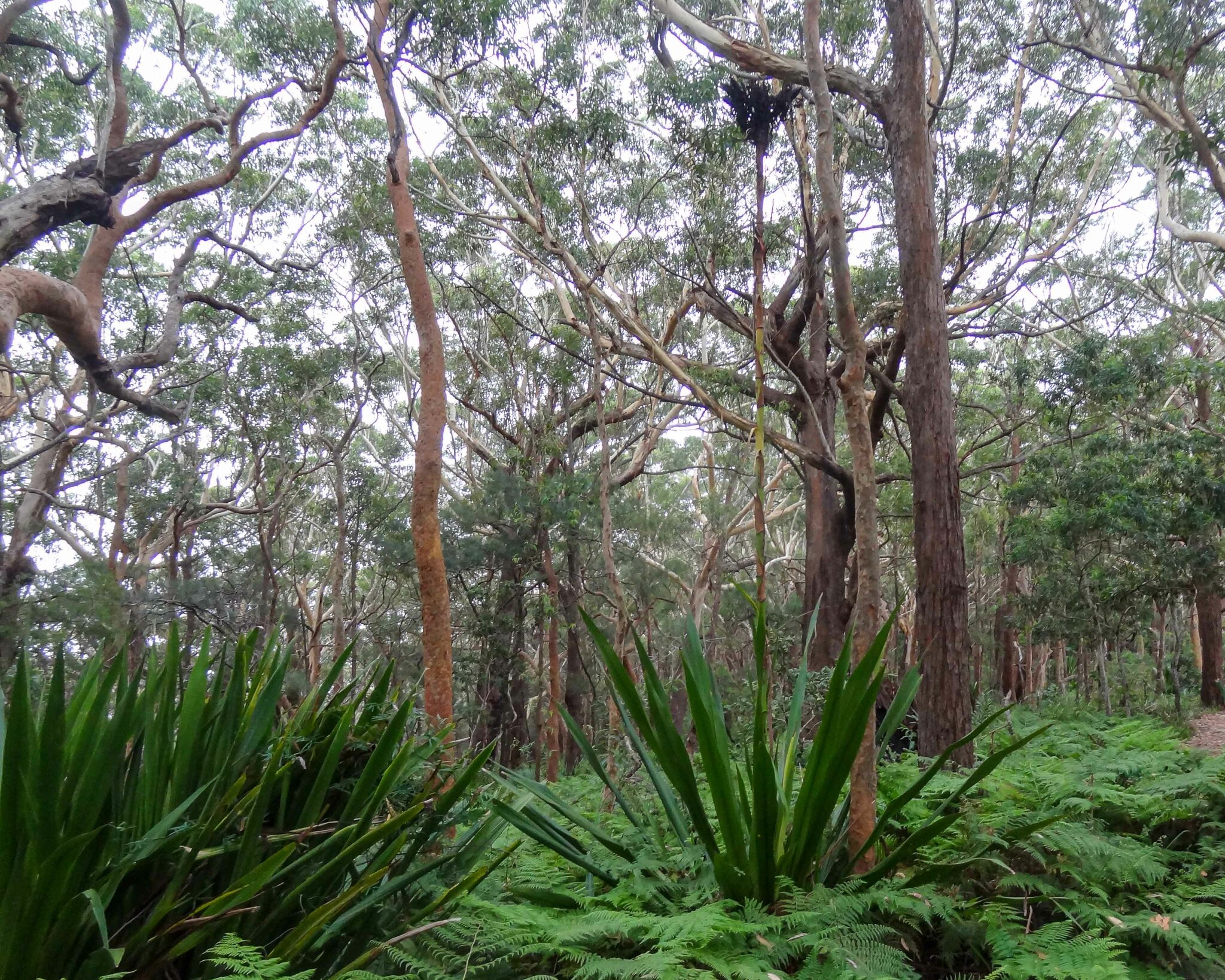 Doryanthaceae