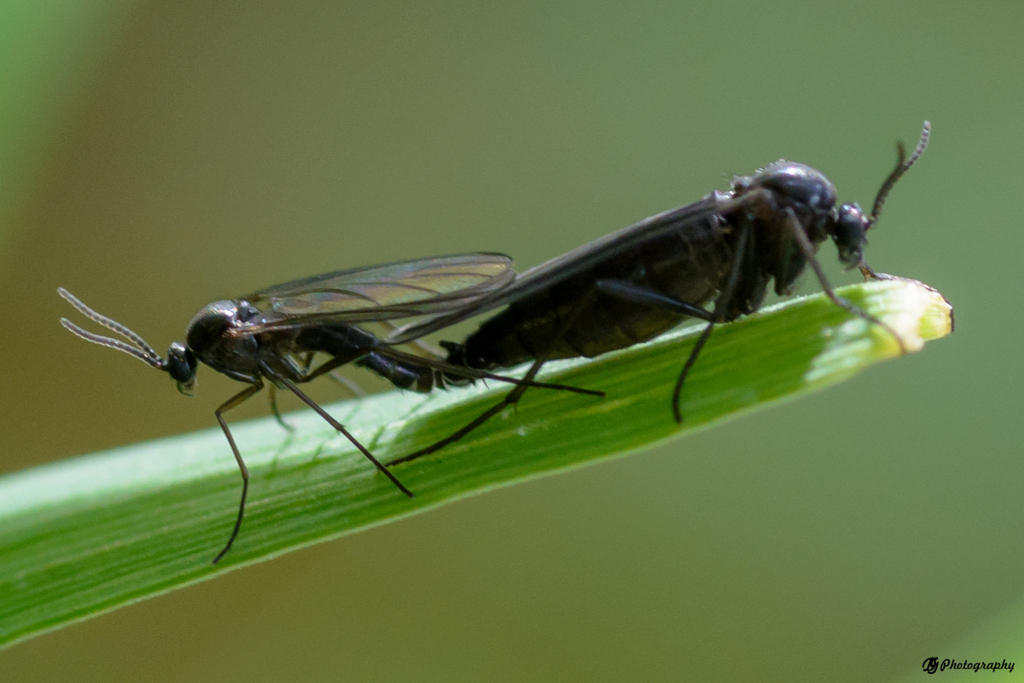 Indoor Soil Gnats from Grötzingen, Karlsruhe, Deutschland on May 16 ...