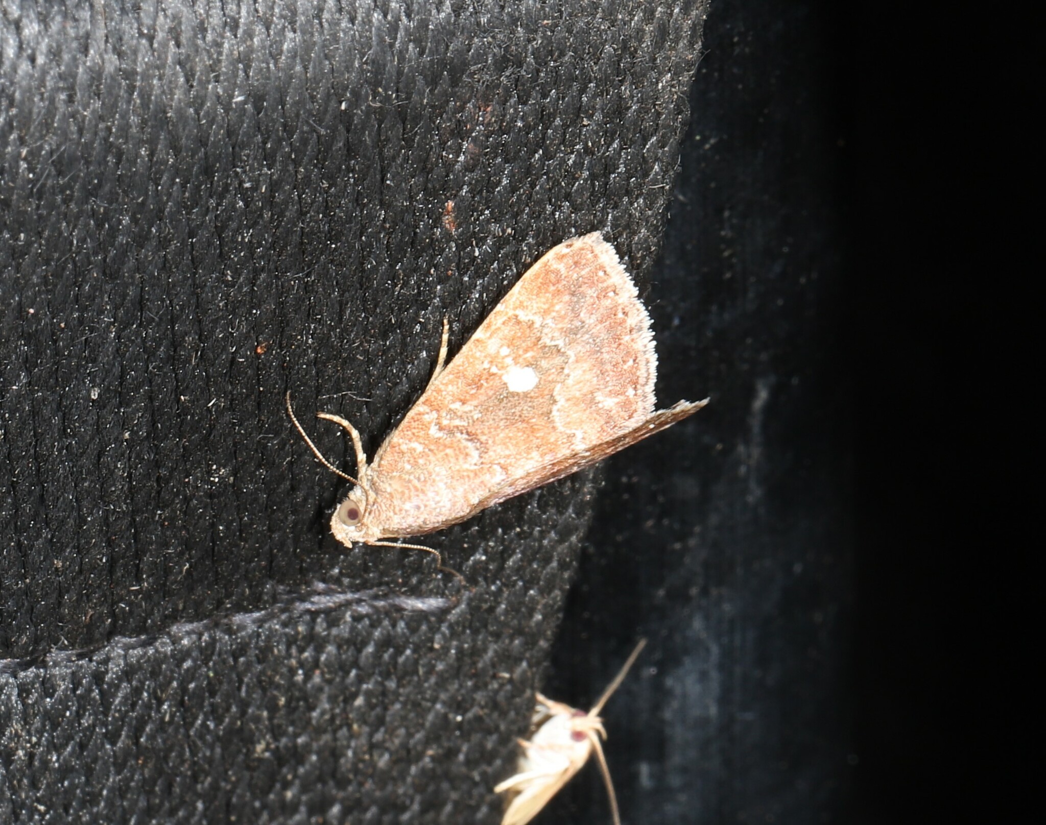 Amyna axis Guenée, 1852