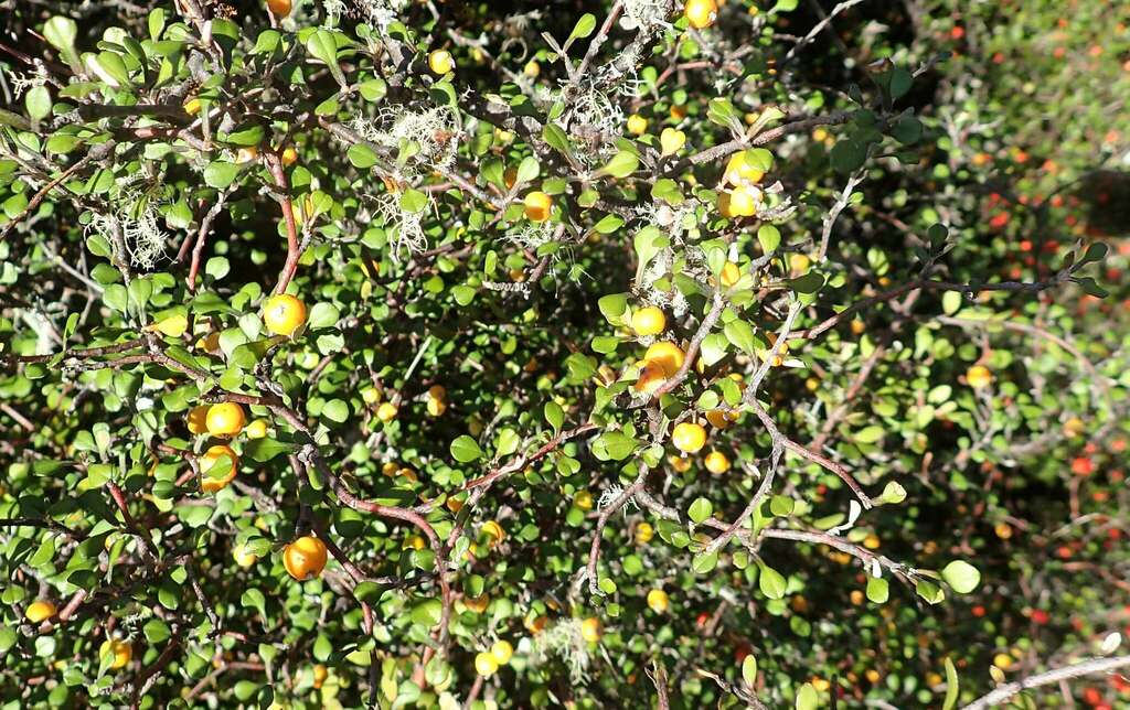 Korokio from Selwyn District, Canterbury, New Zealand on March 23, 2023 ...