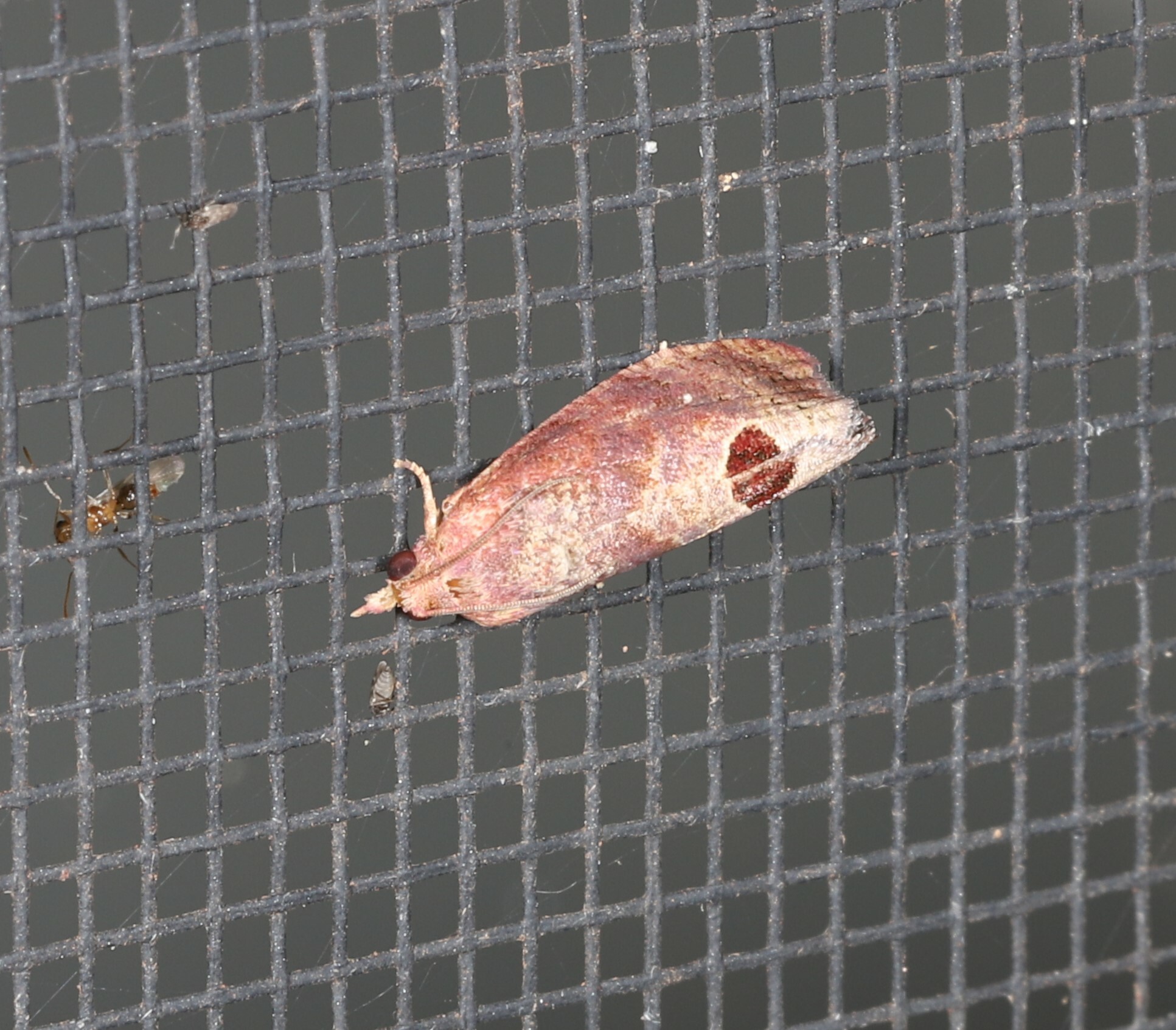 Cryptophlebia ombrodelta (Lower, 1898)