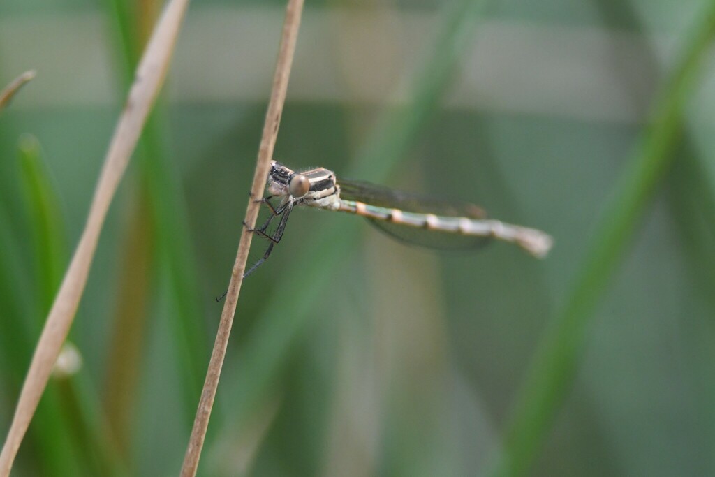 Wandering Ringtail from Merin Merin Swamp, Mount Cameron VIC 3370 ...