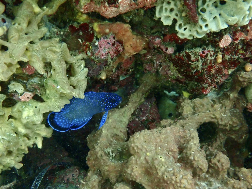 Southern Blue Devil from Yankalilla Bay, Second Valley, SA, AU on March ...