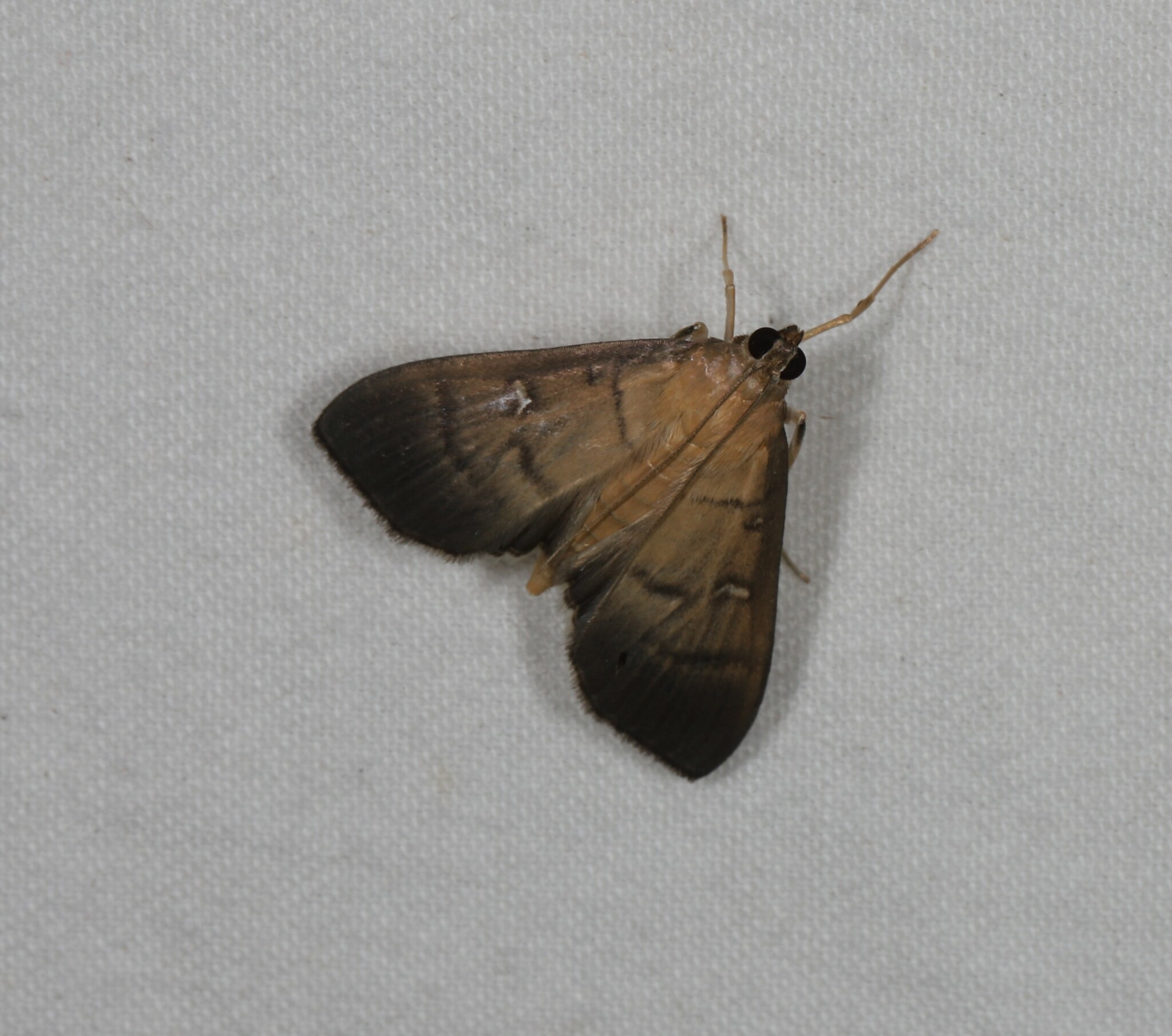 Pramadea Moore, 1888