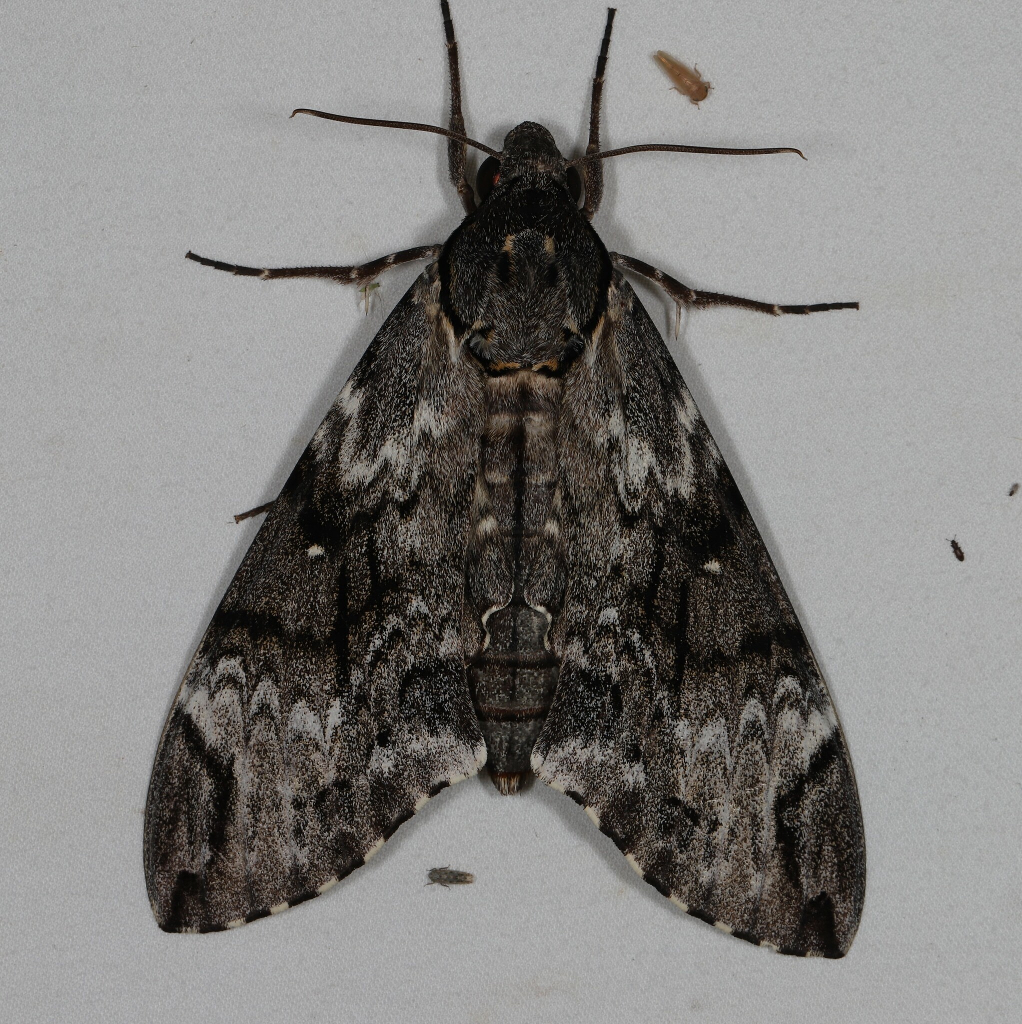 Psilogramma menephron Cramer, 1780