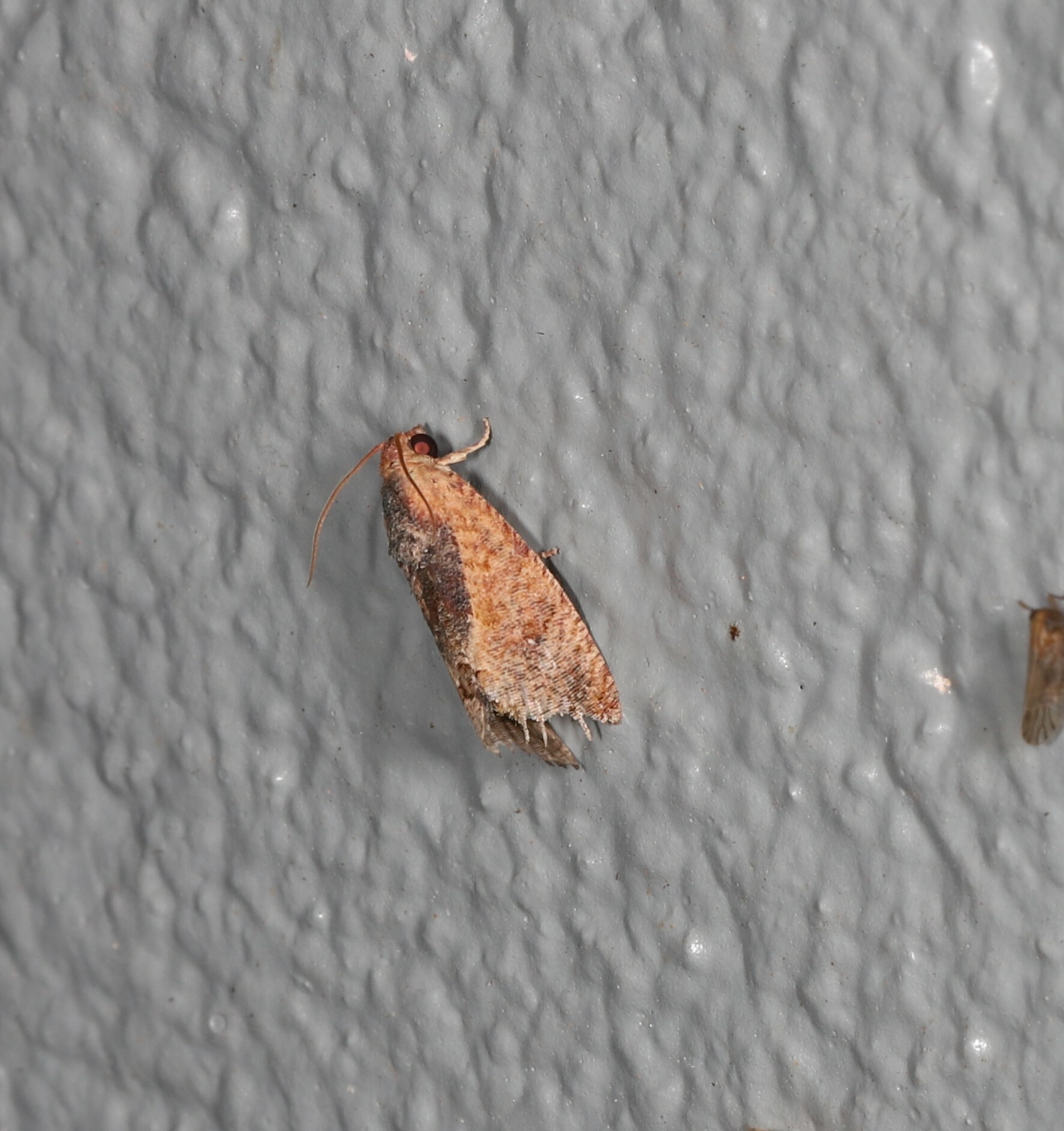Cryptophlebia ombrodelta (Lower, 1898)