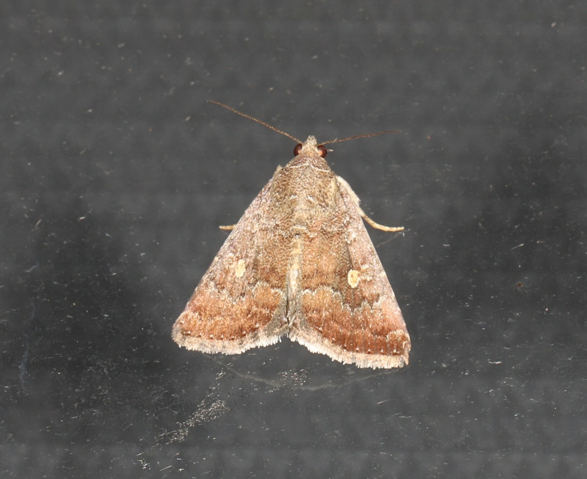 Amyna axis Guenée, 1852