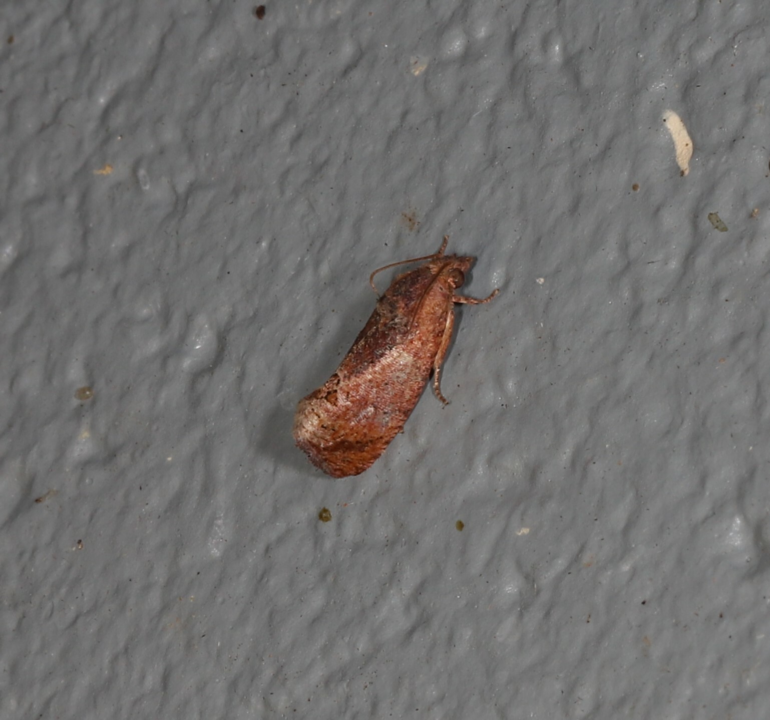 Cryptophlebia ombrodelta (Lower, 1898)