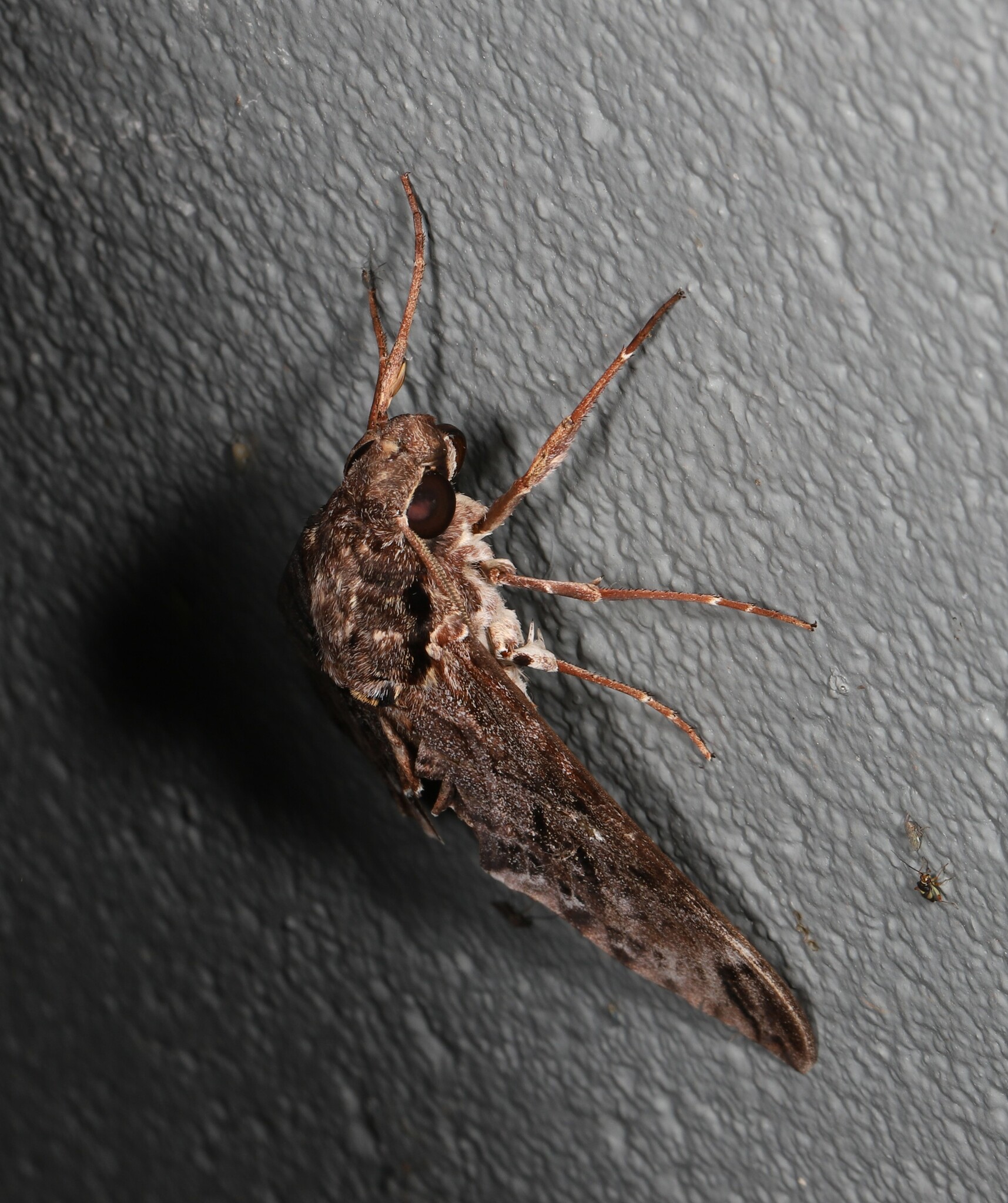 Psilogramma menephron Cramer, 1780