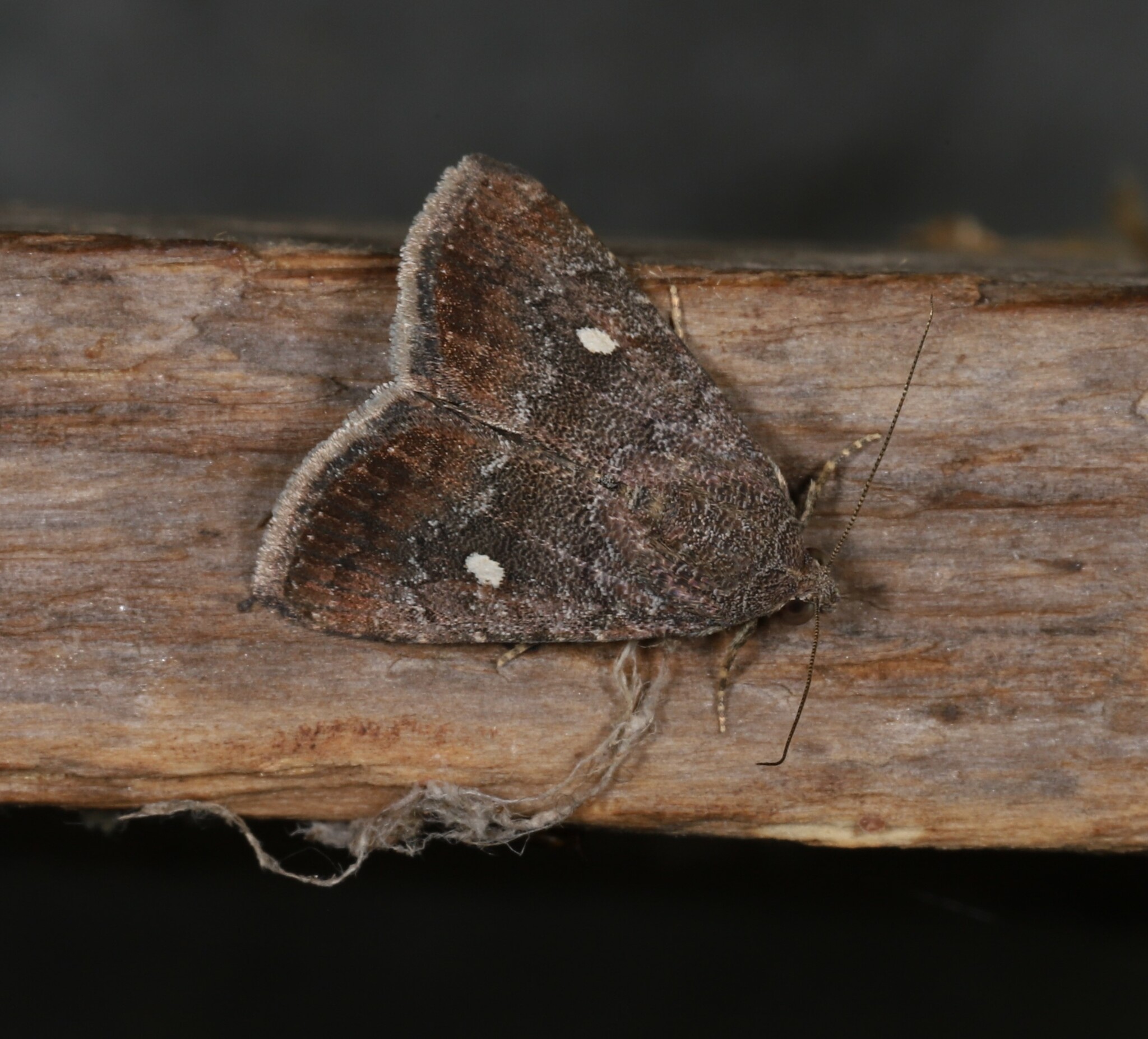 Amyna axis Guenée, 1852