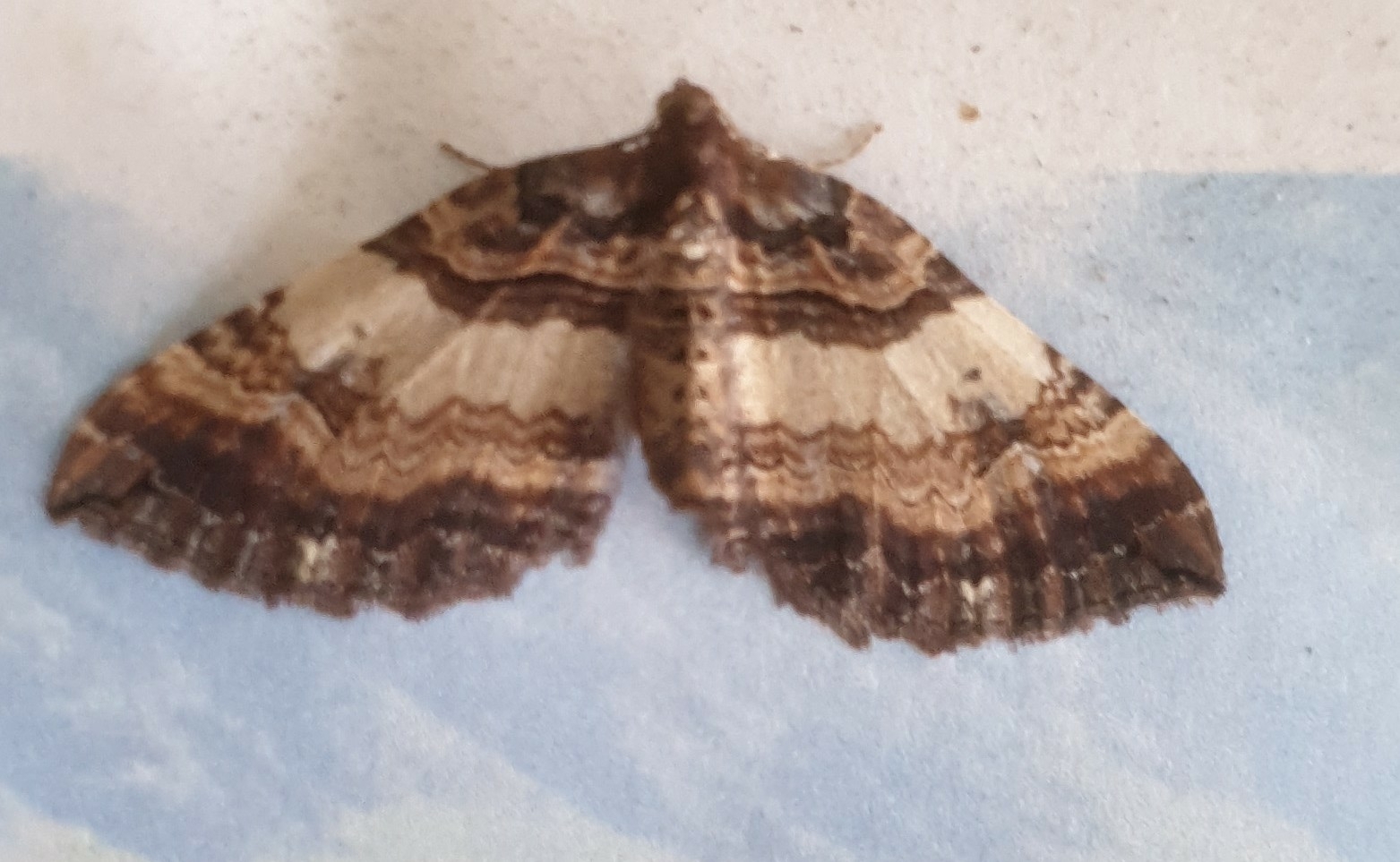 Anticlea badiata (Denis & Schiffermüller), 1775