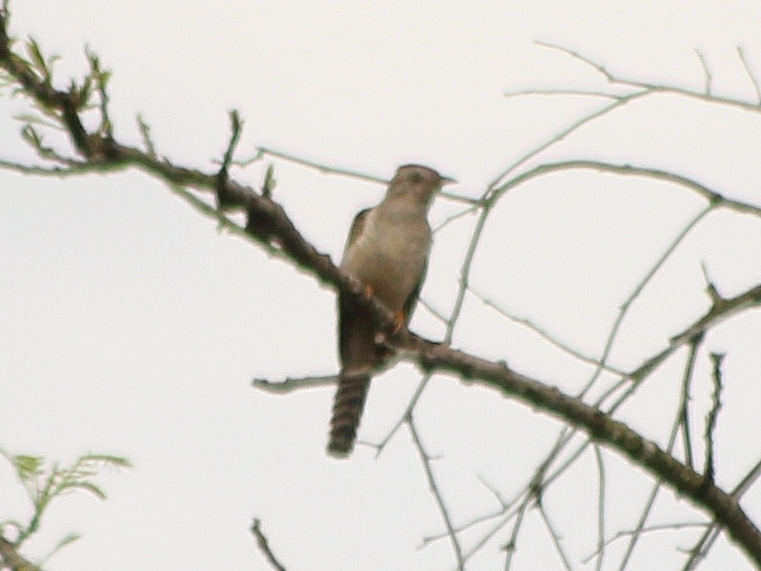 Cacomantis merulinus (Scopoli, 1786)