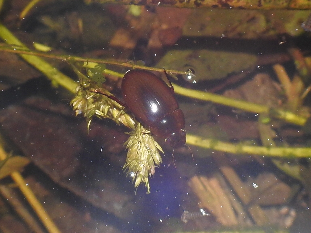 Hydrochara caraboides (Linnaeus, 1758)