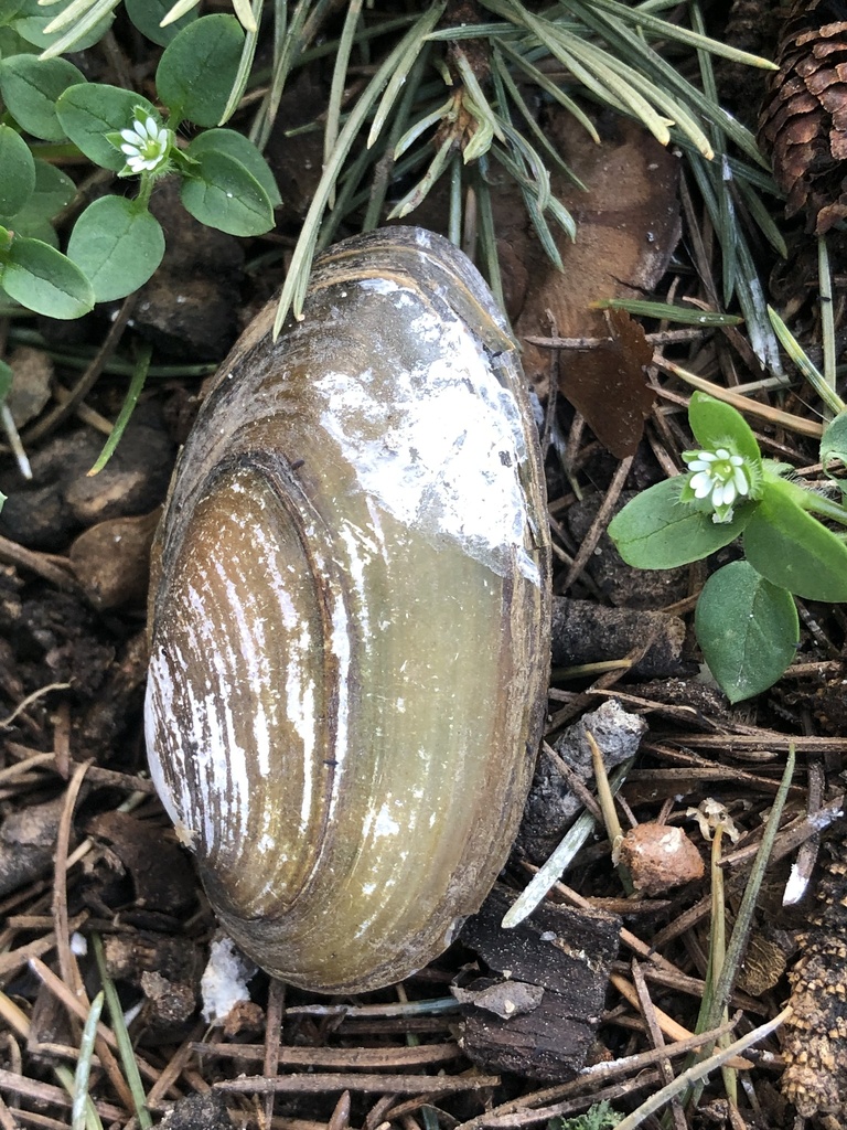 Thick-shelled Mussel from Богдана Хмельницького площа, Uzhhorod ...