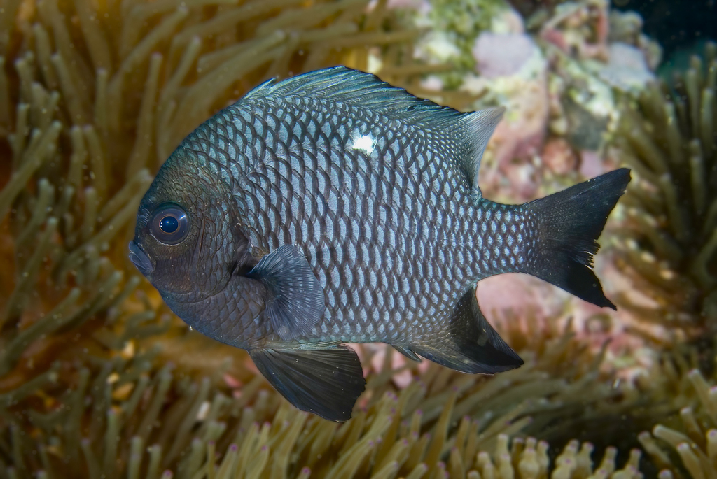 Three-spot Dascyllus (Field guide to the marine species of the SS ...