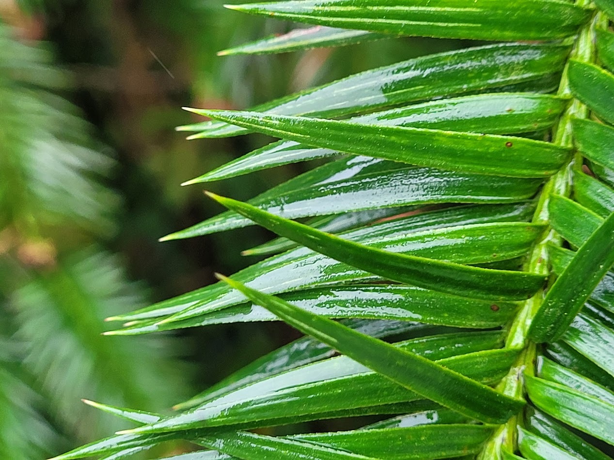 Cunninghamia lanceolata (Lamb.) Hook.