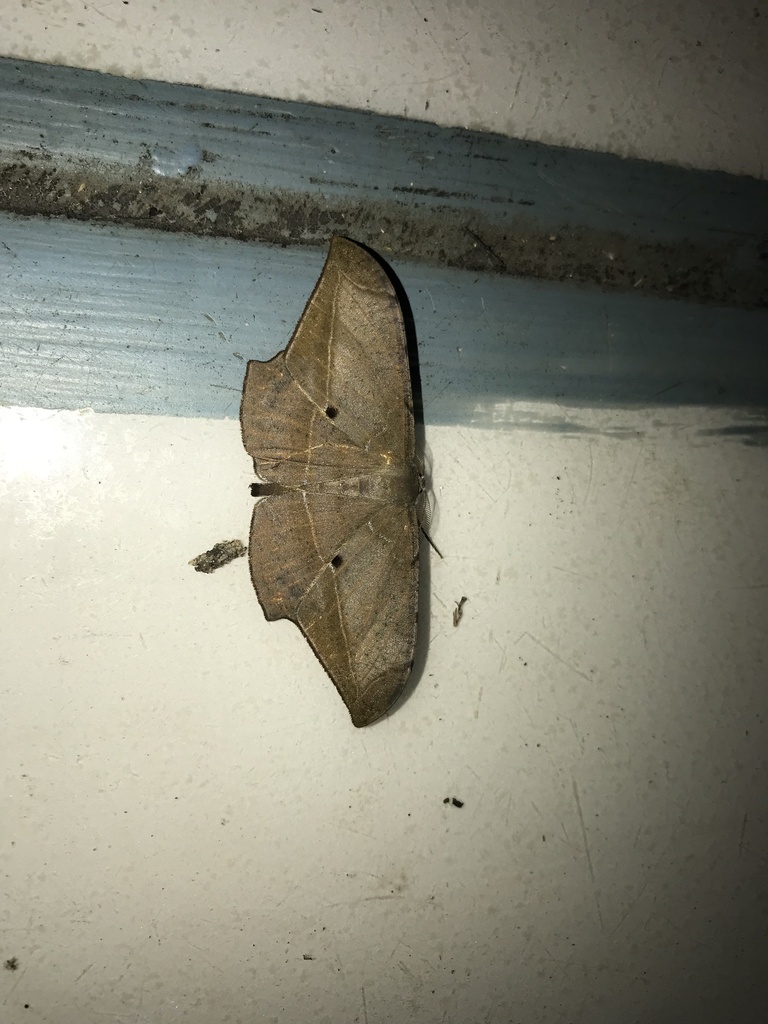Geometer Moths in March 2023 by kevin_cheng · iNaturalist
