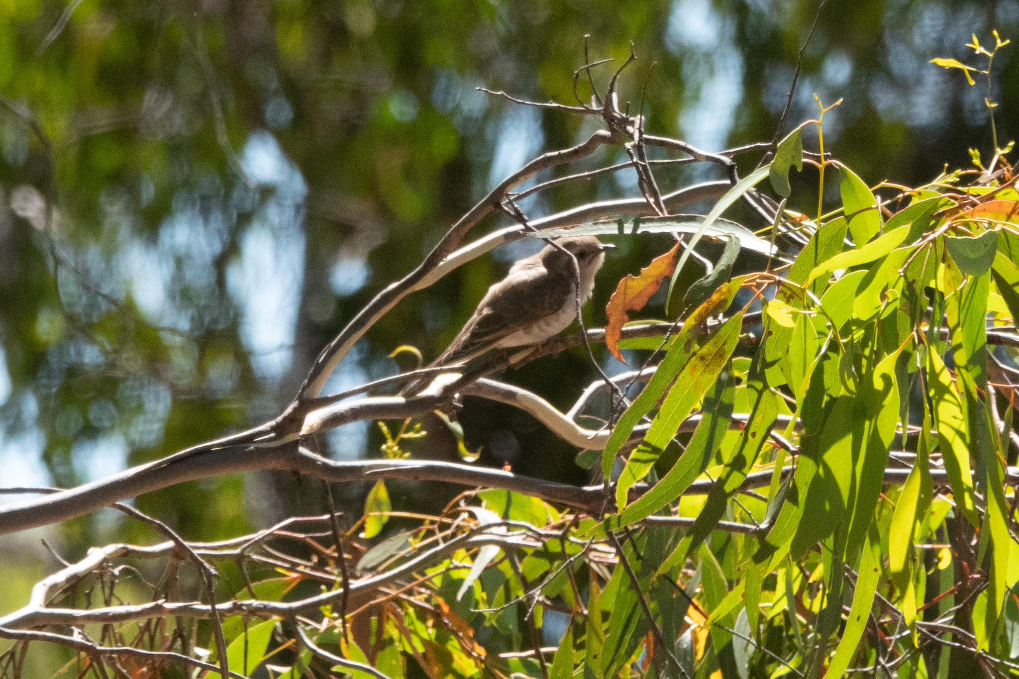 Chrysococcyx basalis (Horsfield, 1821)