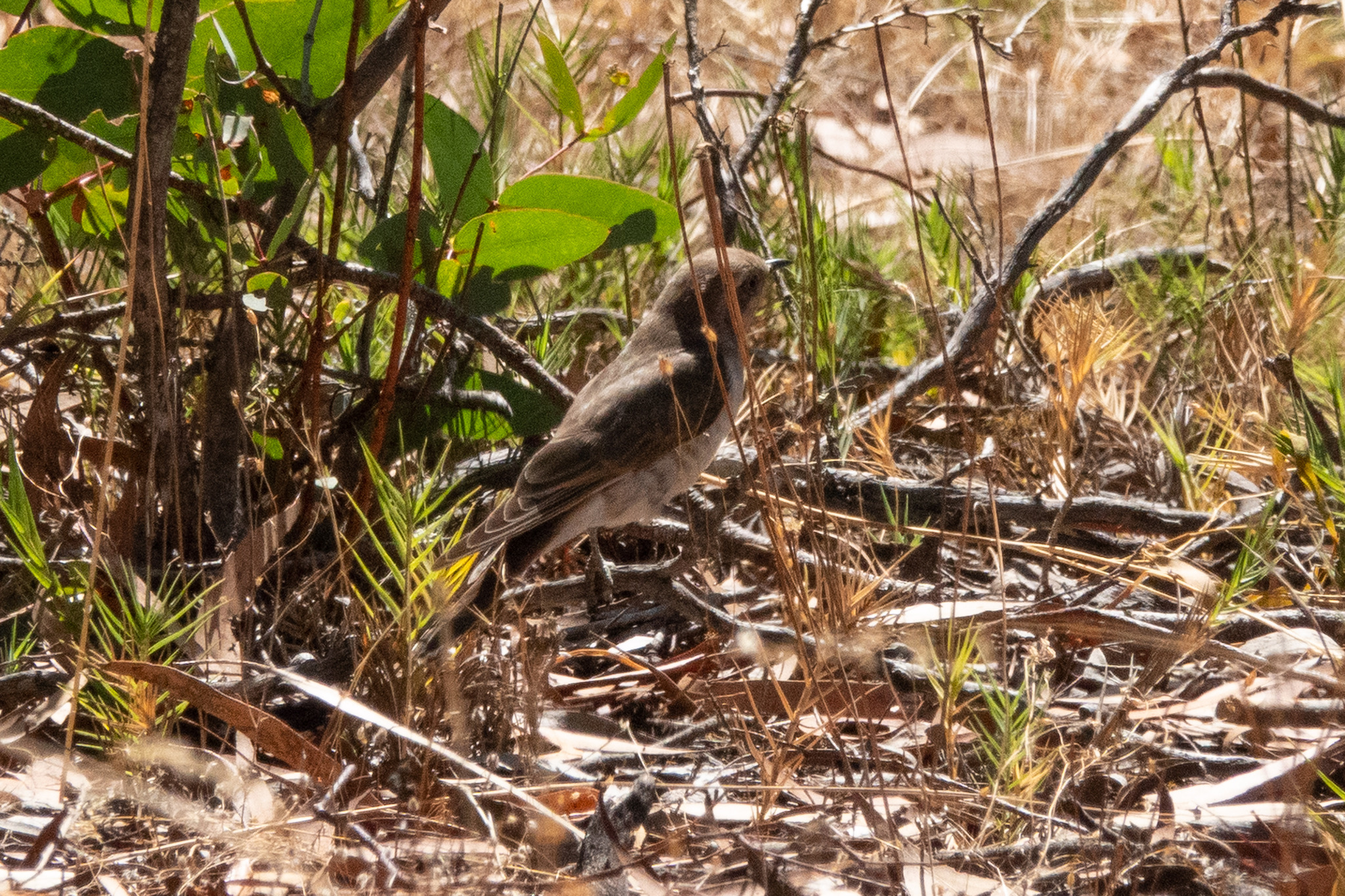 Chrysococcyx basalis (Horsfield, 1821)