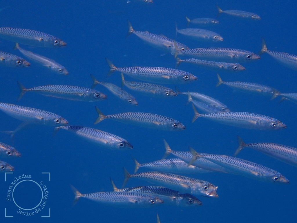 Atlantic Chub Mackerel (Scomber colias) - Marine Life Identification