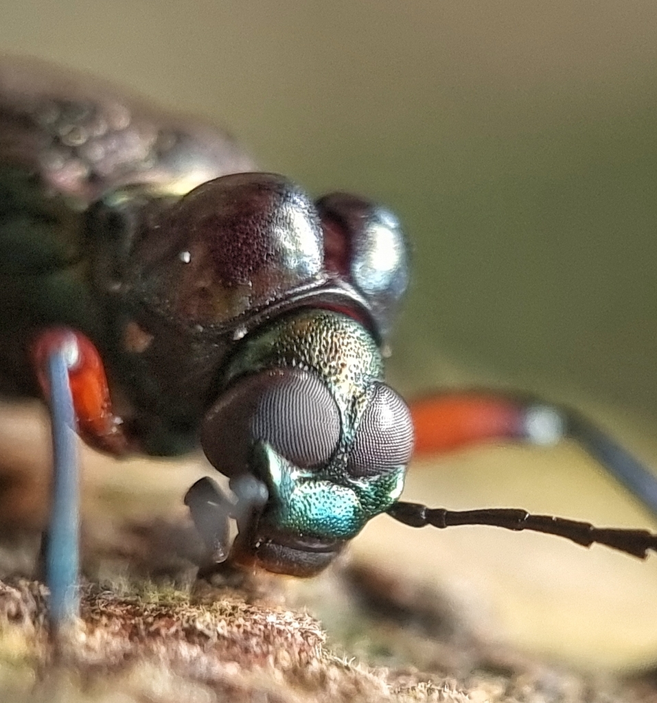 Strongylium from Central Water Catchment, Singapore on March 24, 2023 ...