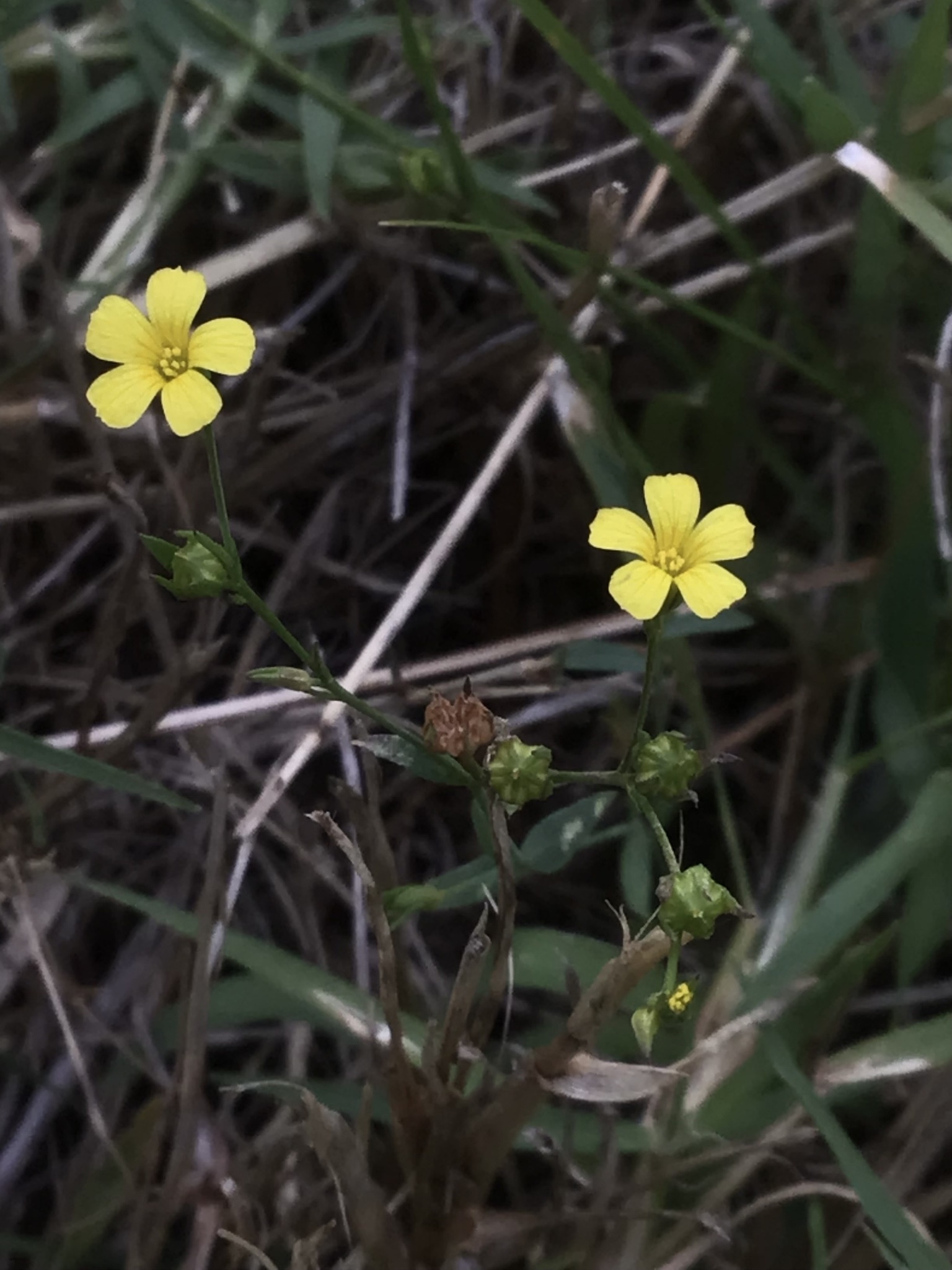 Linum trigynum L.